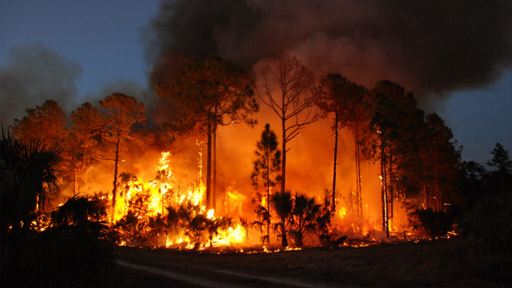 Breaking: Florida Faces Wildfire Threat- How Dangerous Will It Get and ...